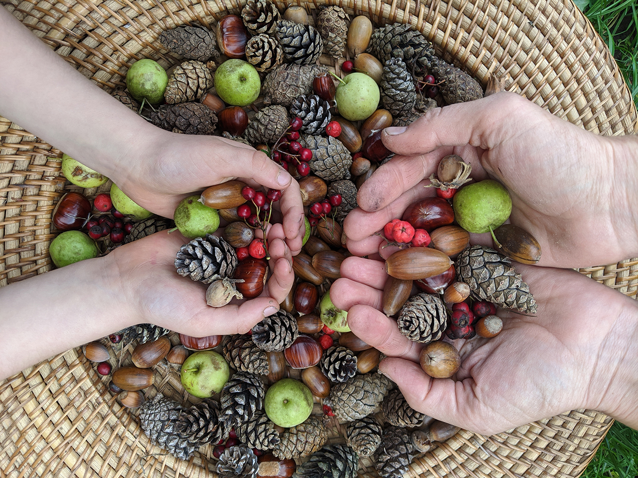 Forests From Seed: 2-day workshop (for adults) - Children’s Forest