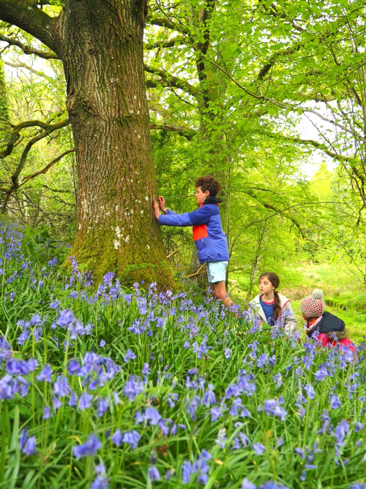Learn - Children's Forest