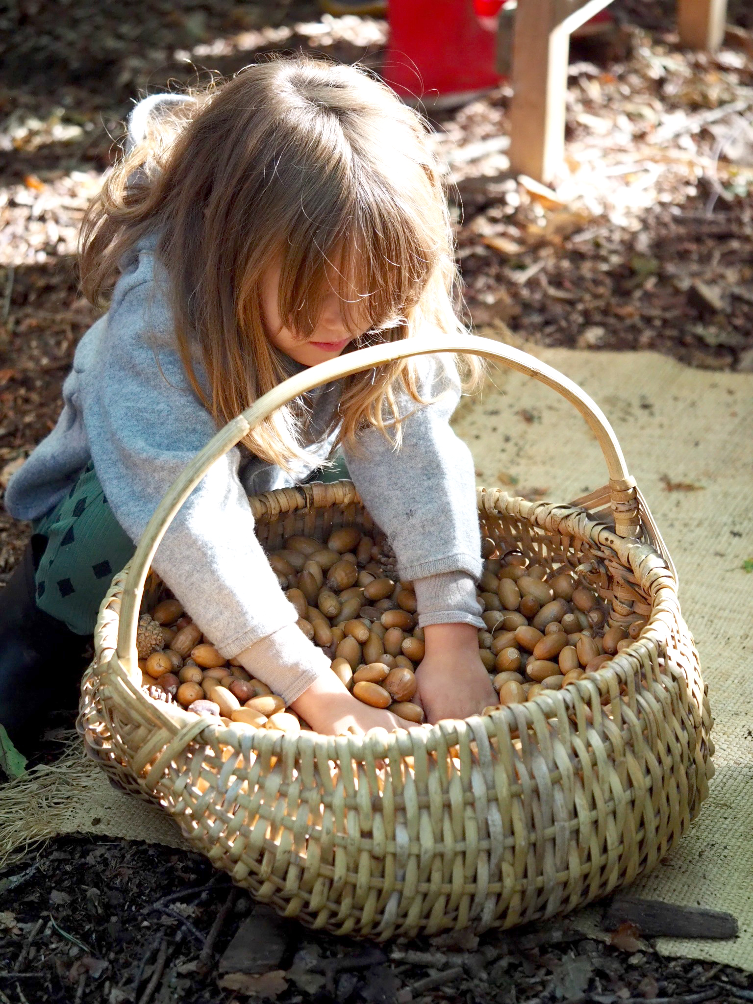 Forest from Seed - Children's Forest