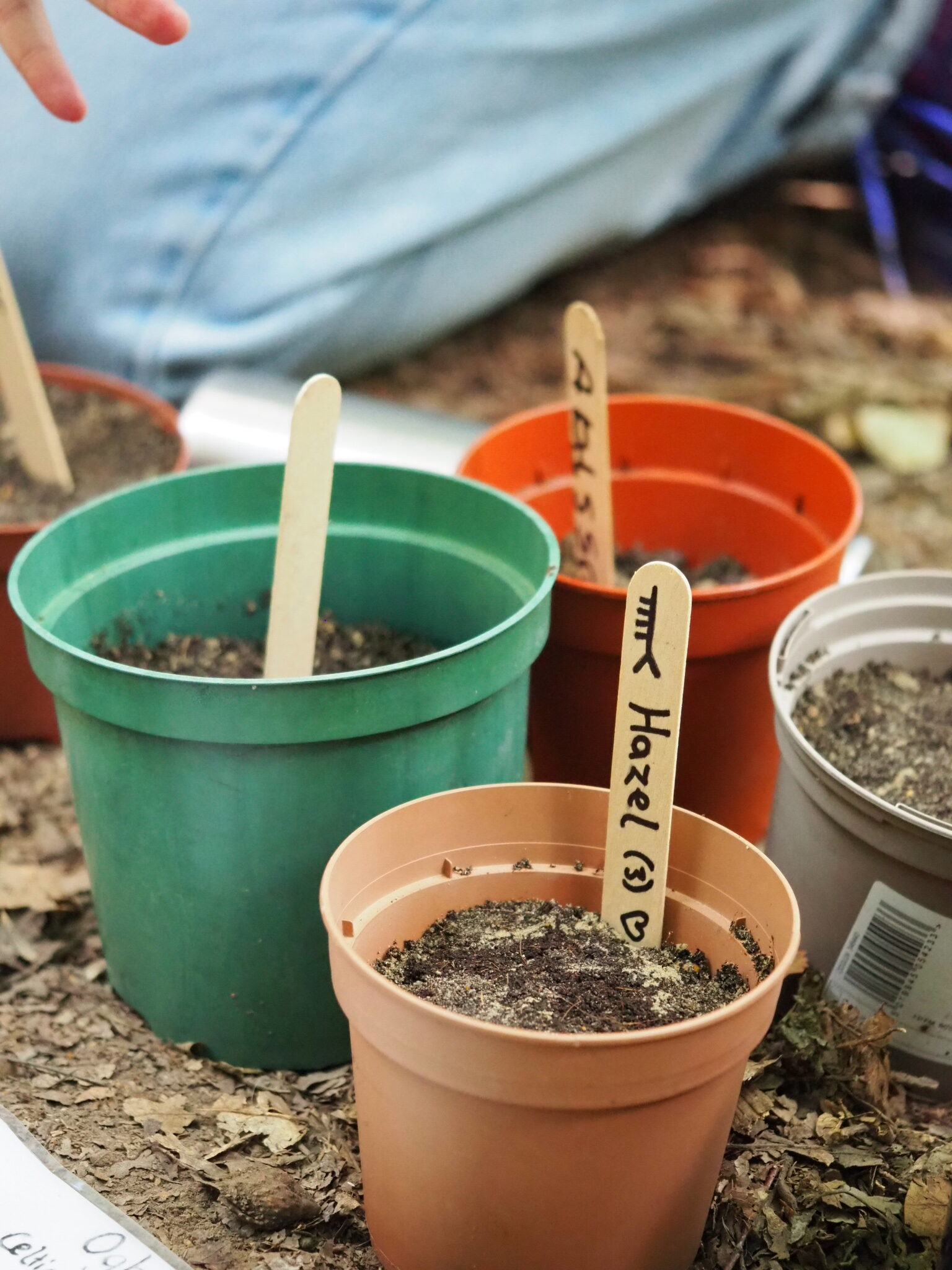 Forest from Seed - Children's Forest
