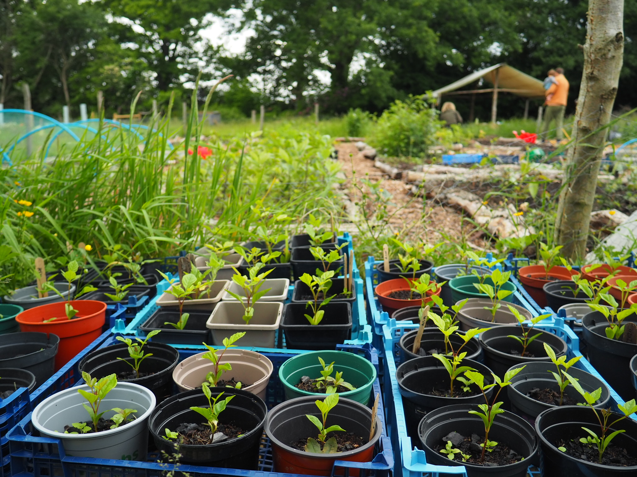 Forest from Seed - Children's Forest