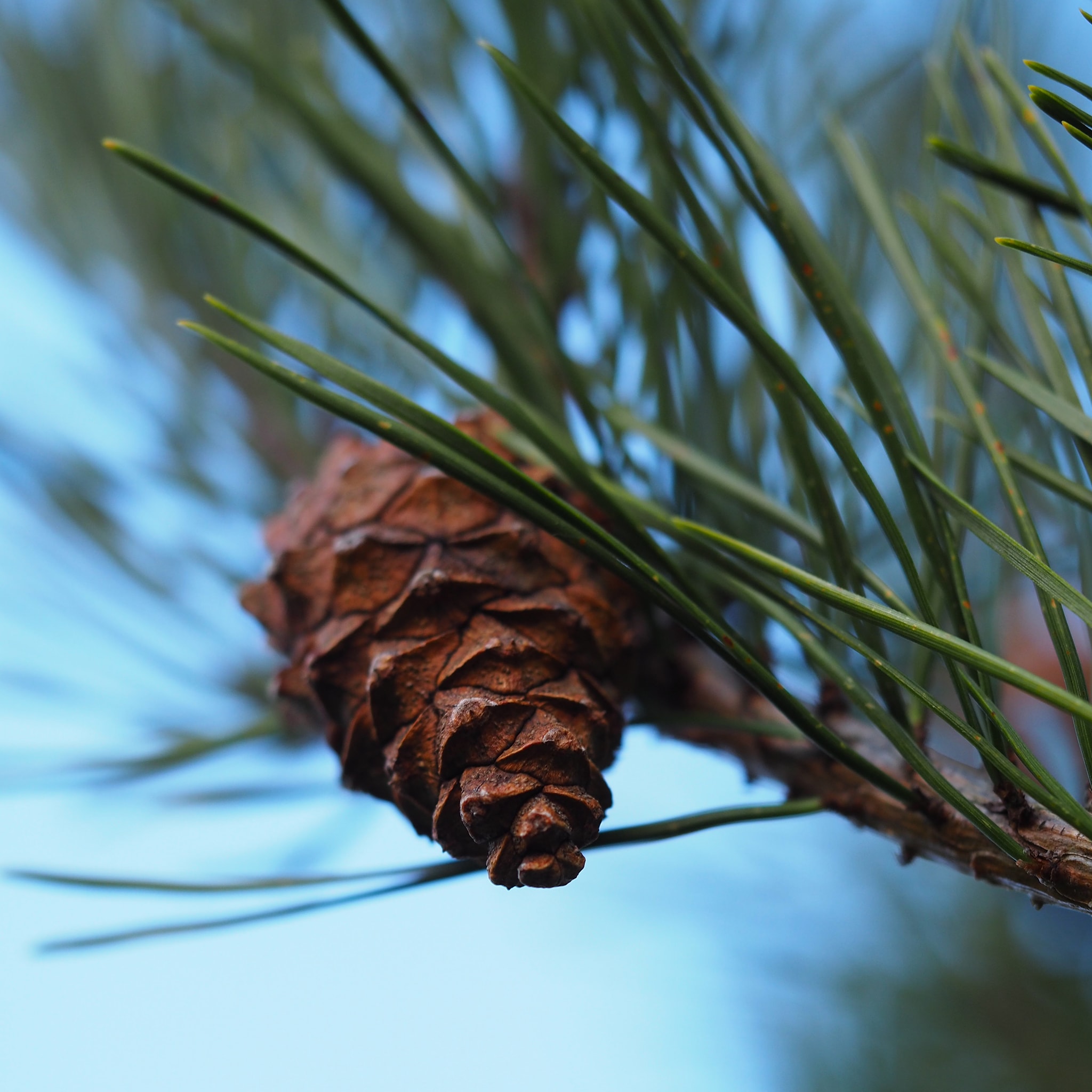 Pine Journey day (for families) - Children’s Forest