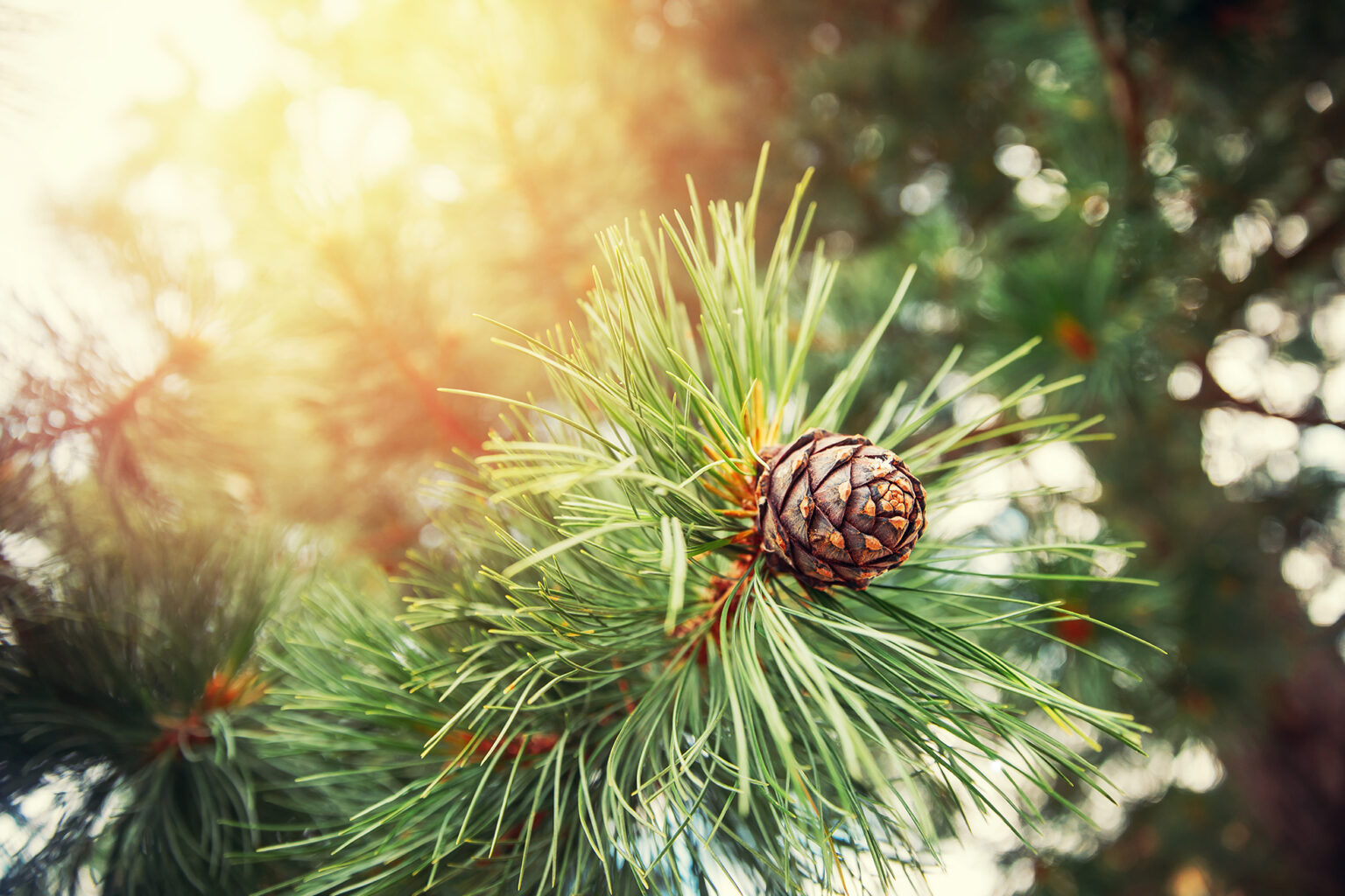 Pine Journey day (for families) - Children’s Forest
