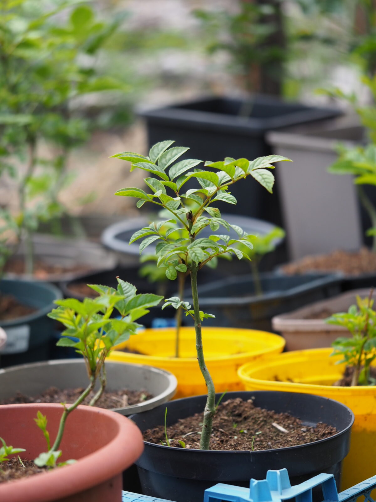 Tree Nursery Community Volunteer day - Children's Forest